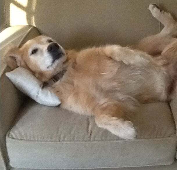 Doggy DOE Part III: Analyze This!